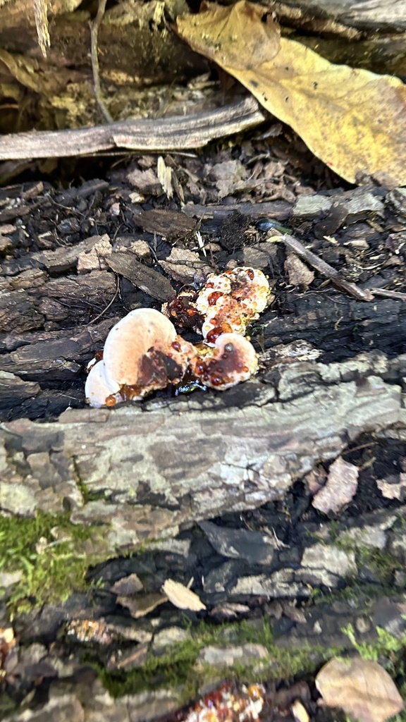 Resinous Polypore from Creve Coeur Park, Maryland Heights, MO, US on ...