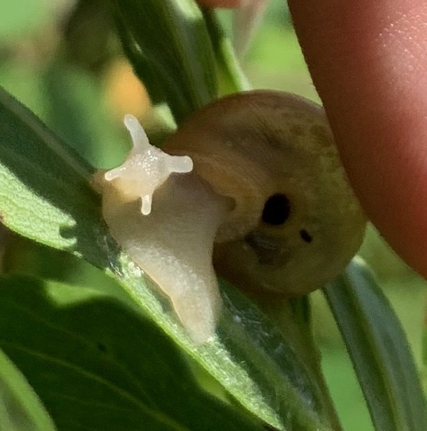 Broad-banded Forestsnail in July 2024 by T.T. Dobbie. Not super ...