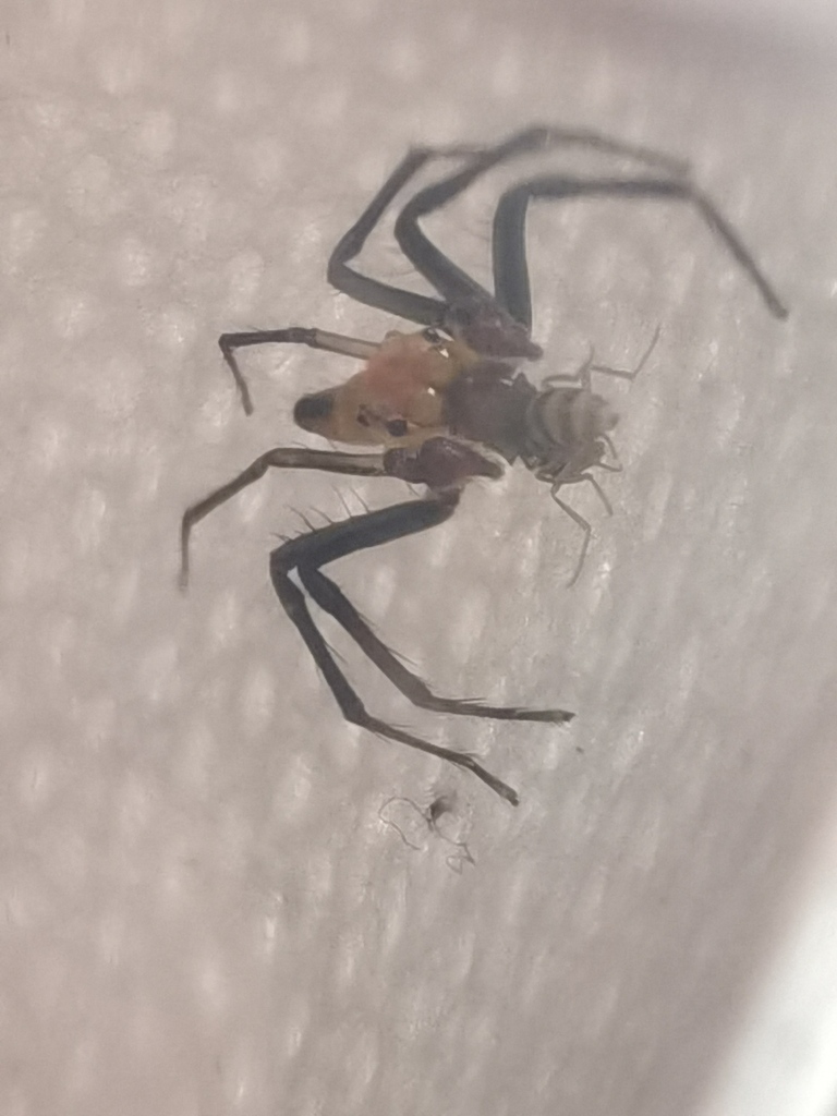 Epeus glorius from Hainan, CN-HA, CN on February 17, 2024 at 05:36 PM ...