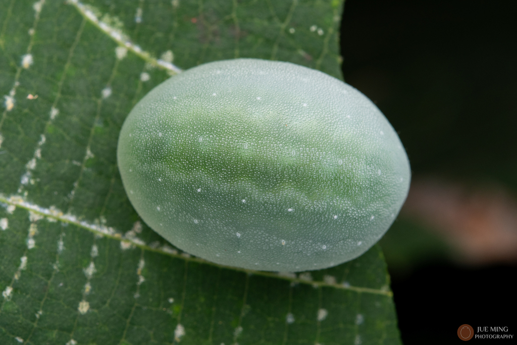 Limacodinae from 中国杭州市淳安县千岛湖 on September 5, 2024 at 07:54 PM by 决明 ...