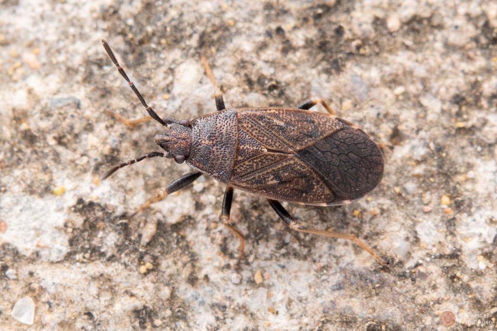 Pyrrhocoris sinuaticollis from 中国杭州市淳安县千岛湖 on September 5, 2024 at 09: ...