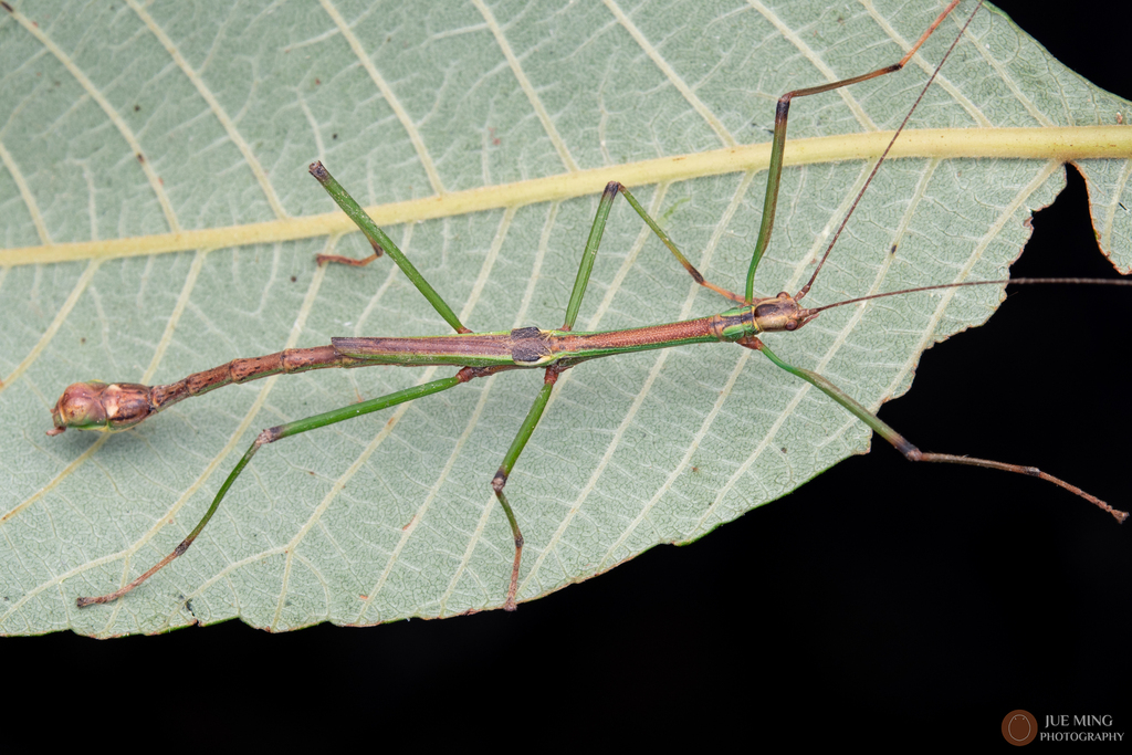 Sinophasma hoenei from 中国浙江省杭州市临安区大明山 邮政编码: 311323 on September 8, 2024 ...