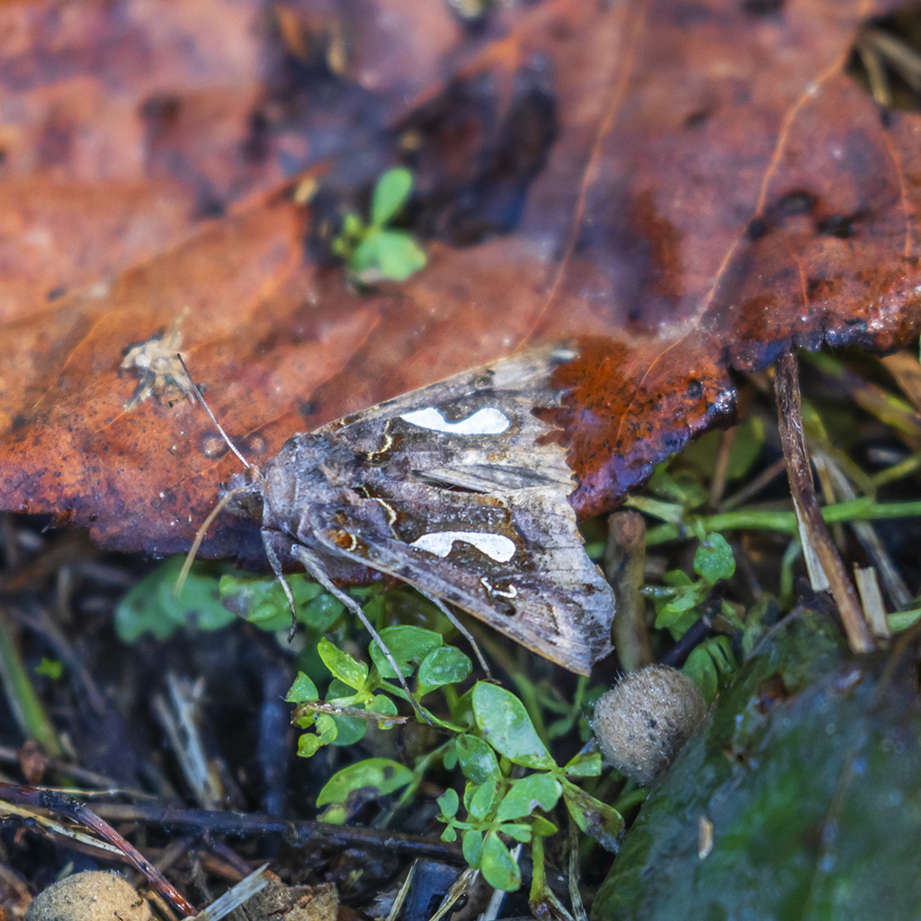 Bilobed Looper Moth from Mono, ON, Canada on September 26, 2024 at 09: ...
