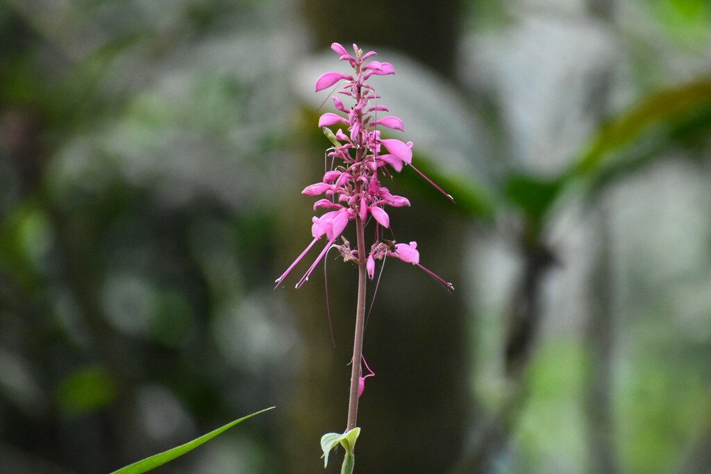 flowering plants from Atalaya, Perú on July 29, 2024 at 02:59 PM by ...