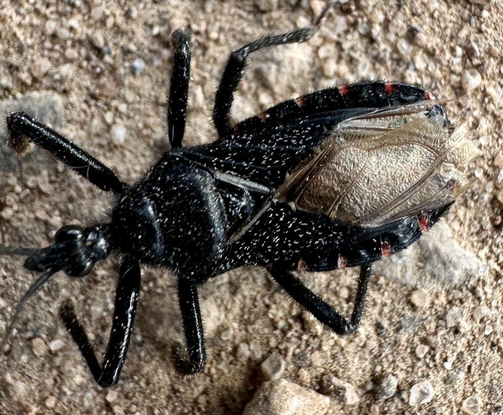 Bee Assassins from Durango, Dgo., MX on September 26, 2024 at 04:43 PM ...