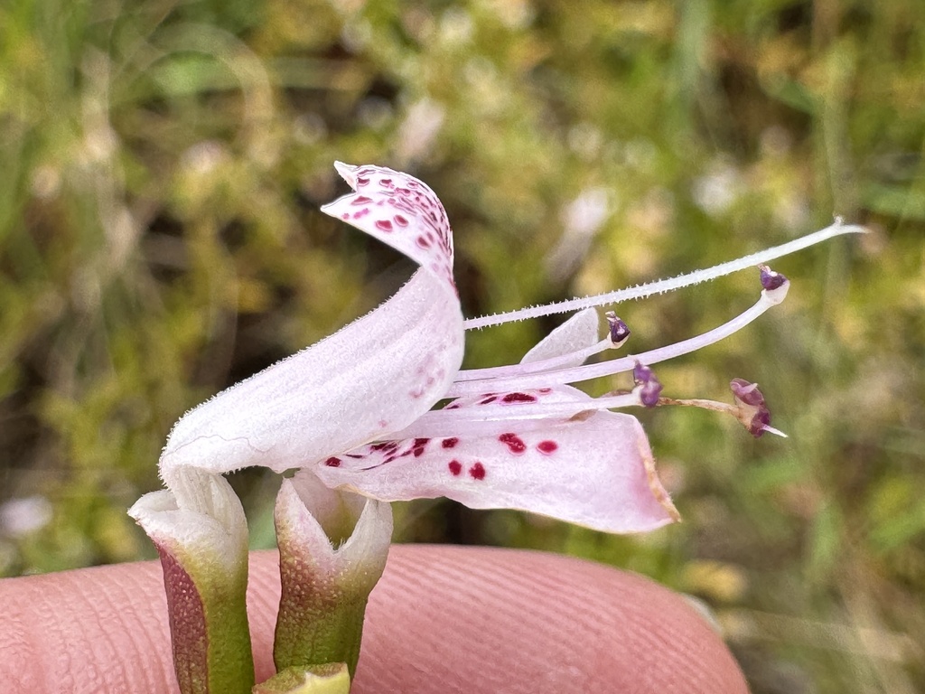 blushing scrub balm in September 2024 by Joshua Satto · iNaturalist