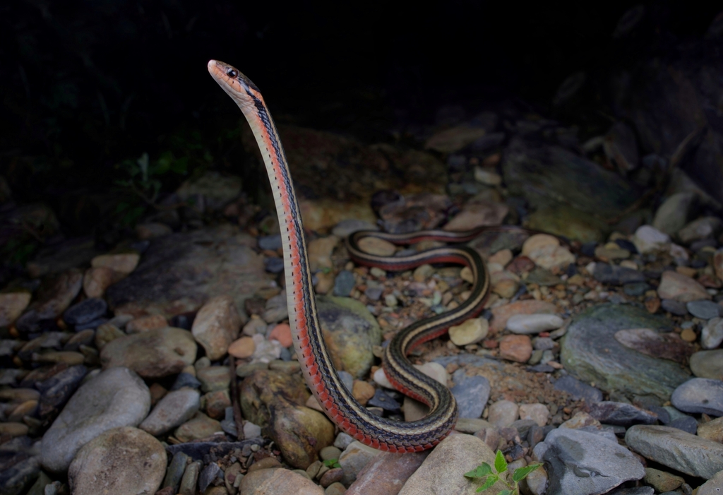 Kutkai Keelback in September 2024 by Spark · iNaturalist