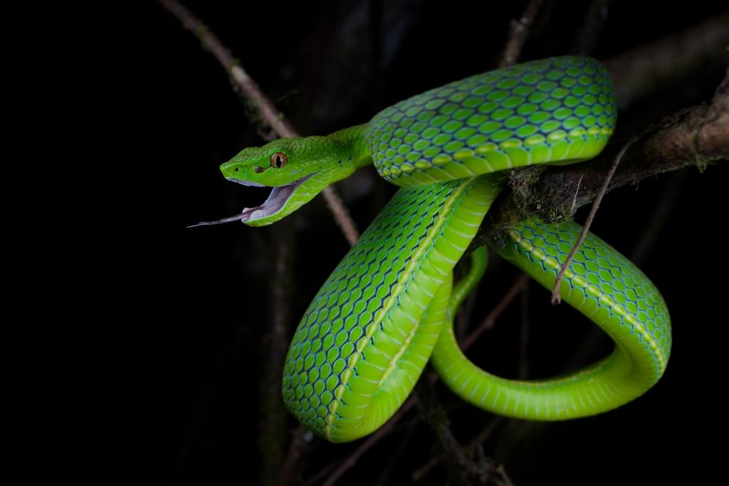 Chinese Green Tree Viper in September 2024 by Spark · iNaturalist