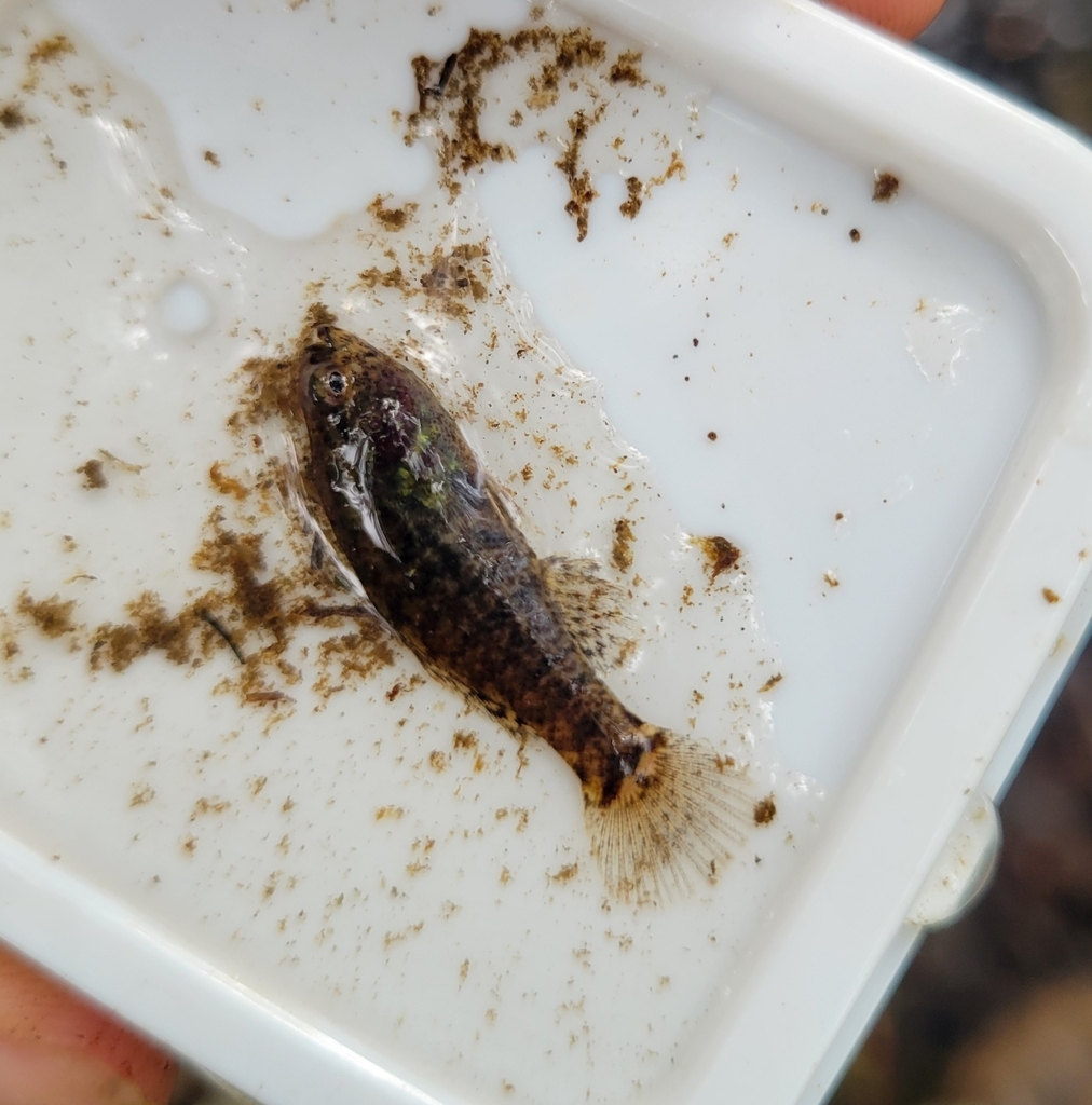 Banded Pygmy Sunfish from Fosters, AL 35463, USA on September 26, 2024 ...
