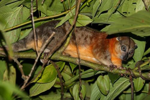 Cuscús de las Molucas (Phalanger ornatus) · NaturaLista Colombia