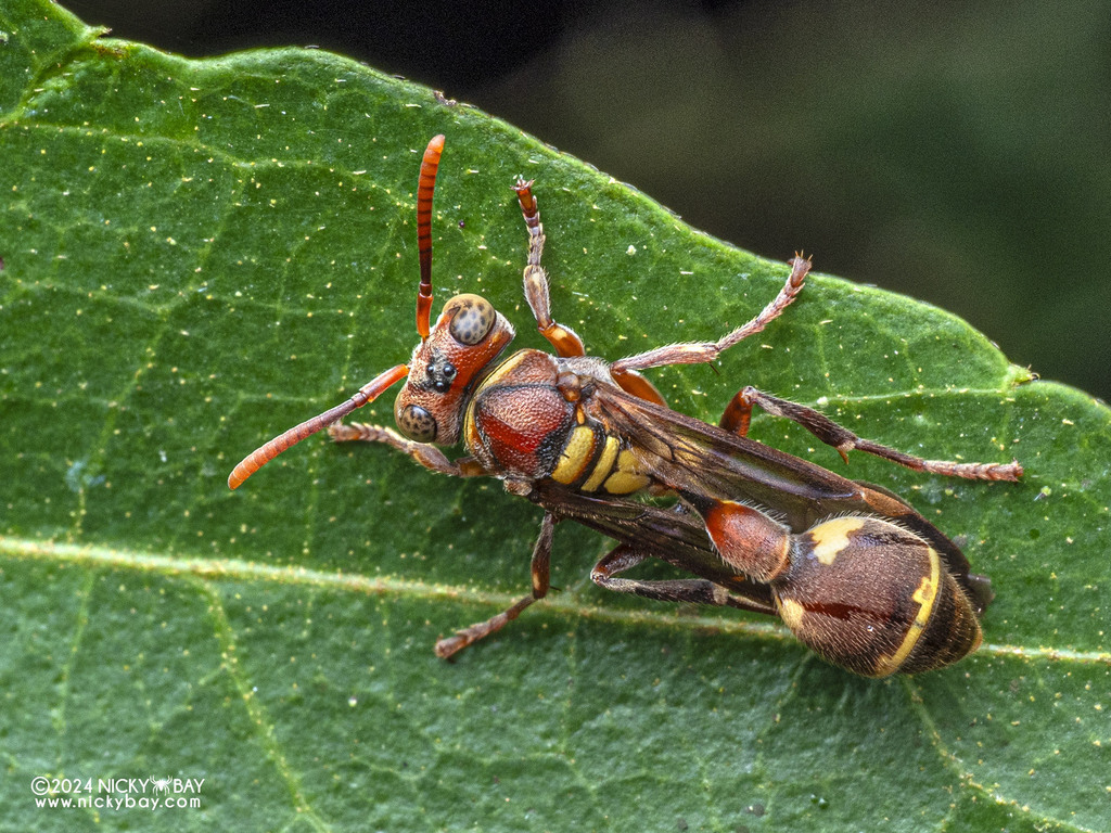 Ropalidia stigma from Pulau Ubin, Singapore on September 22, 2024 at 12 ...