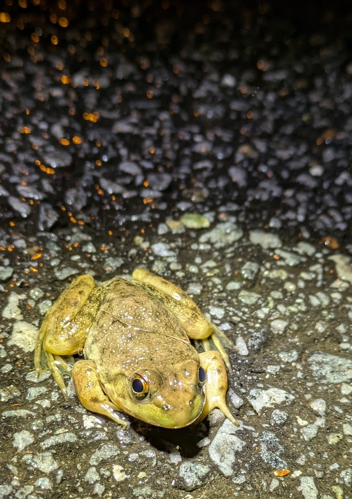 American Bullfrog from Athens, GA 30606, USA on September 26, 2024 at ...