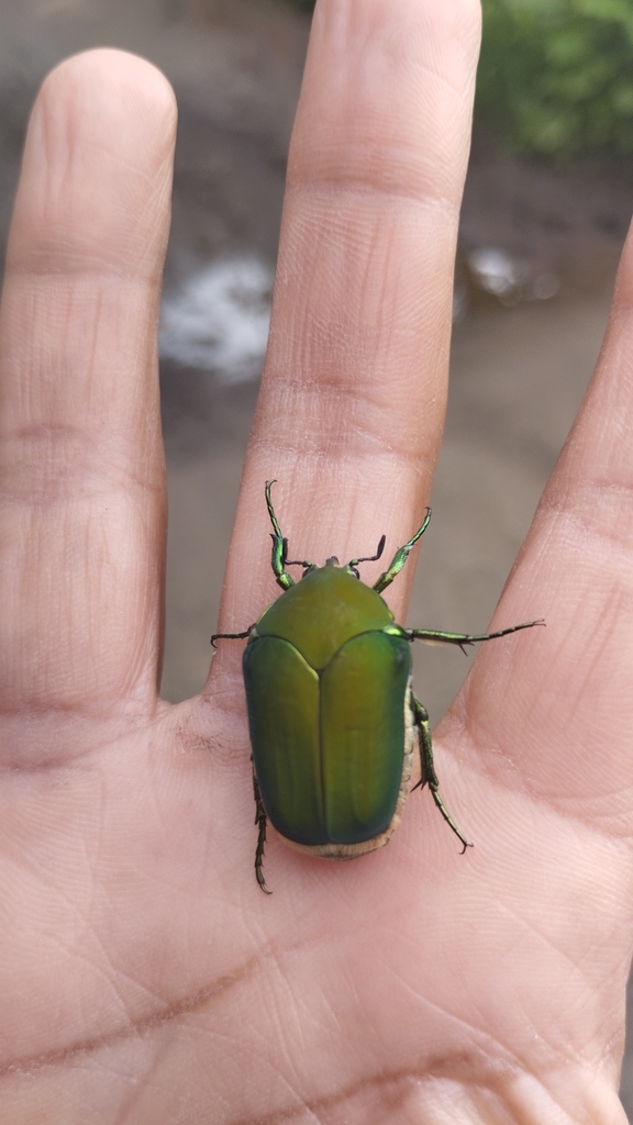 Figeater Beetle from 005, Manzana 005, 51209 Santa María Pipioltepec ...