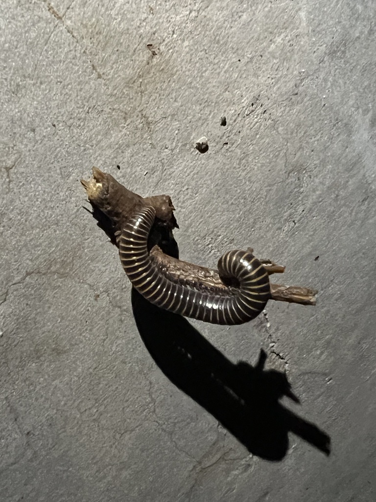 Spirobolus bungii in July 2023 by Tongxiao Han · iNaturalist