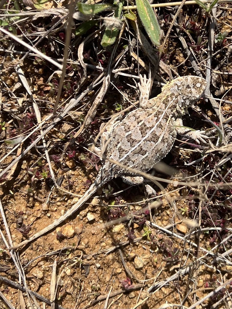 Monaro Grassland Earless Dragon in September 2024 by Lucy Morrell ...