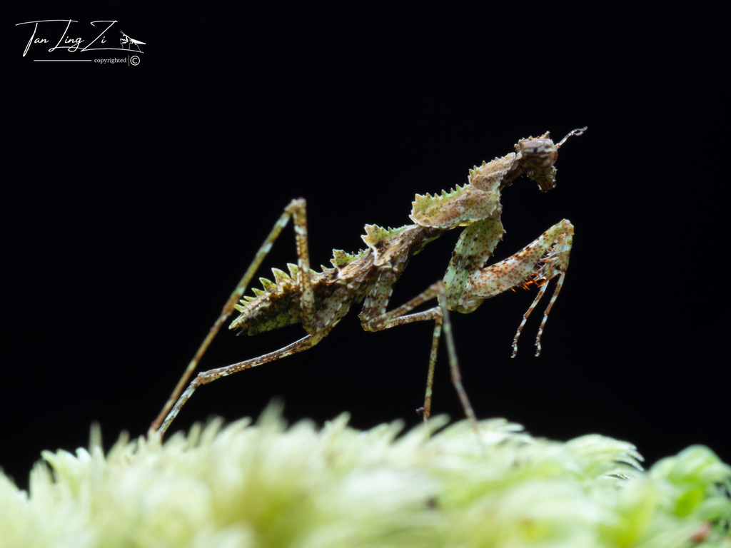 Haania confusa from Fraser's Hill, Pahang, Malaysia on August 31, 2024 ...