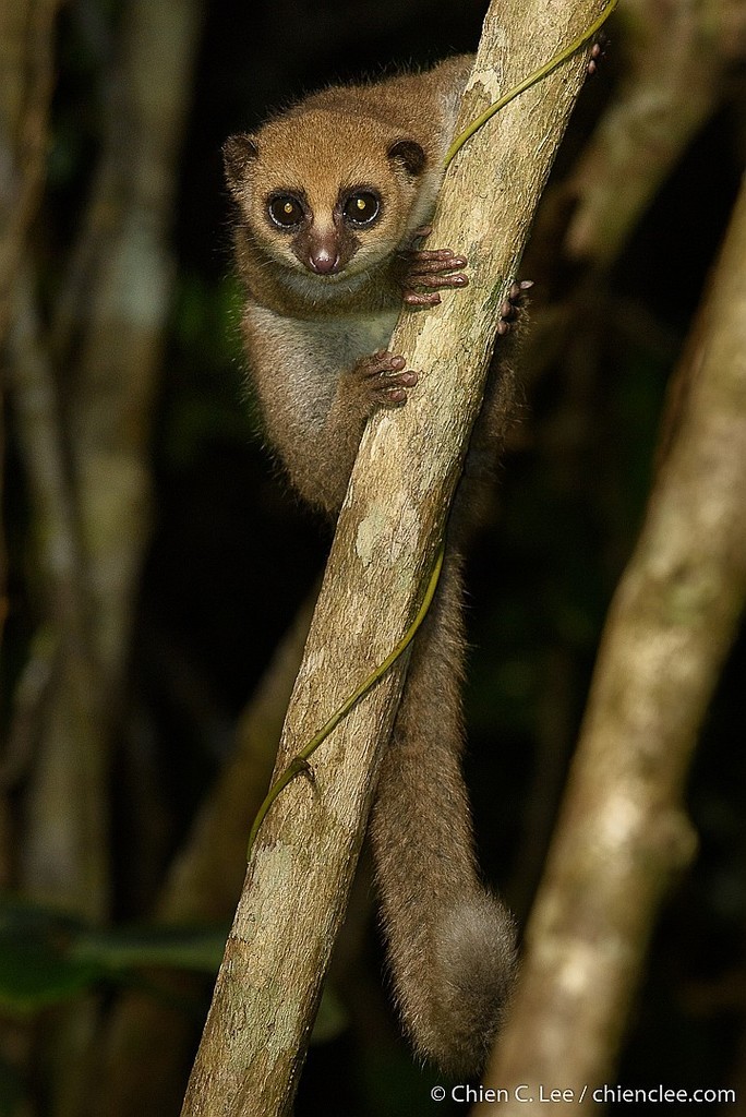 Geoffroy's Dwarf Lemur from Atsinanana, Toamasina, Madagascar on ...