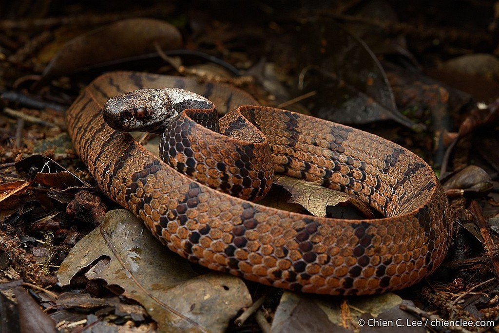 Bornean dark-necked slug snake from Kinabalu, Kota Belud, Sabah ...