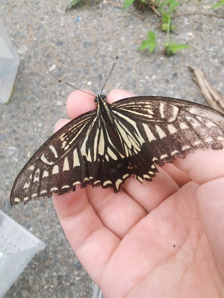 Chinese Yellow Swallowtail from Ma'anshan, CN-AH, CN on October 02 ...