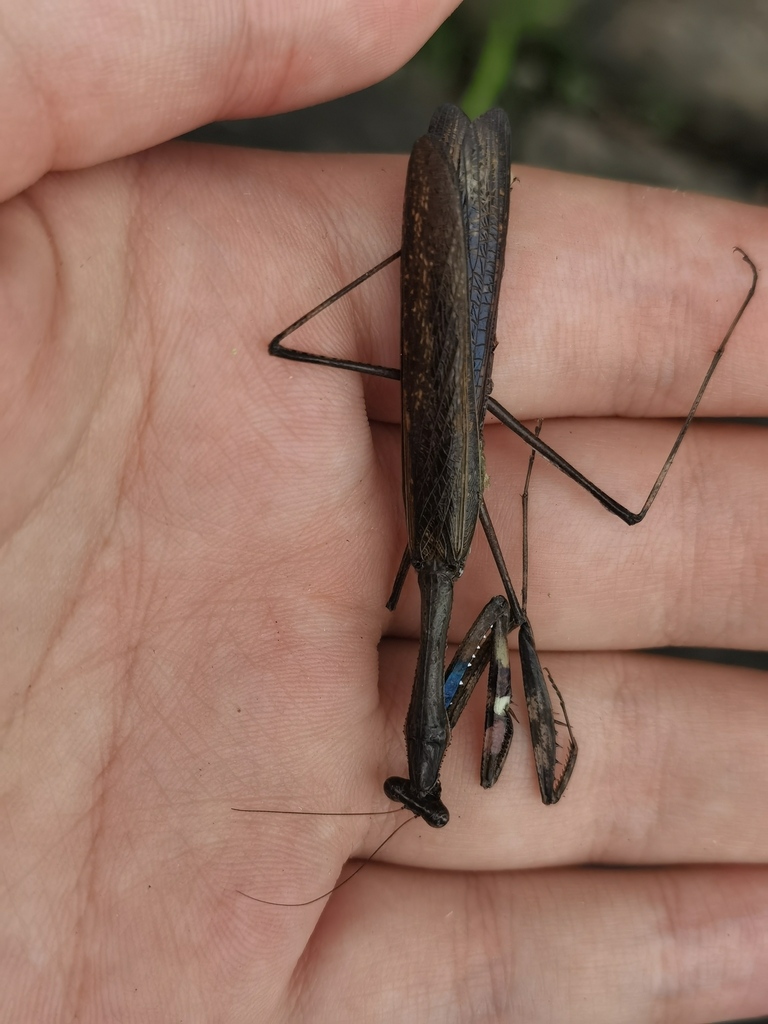 Asian Jumping Mantis from Anhui, CN on October 4, 2023 at 03:25 PM by ...