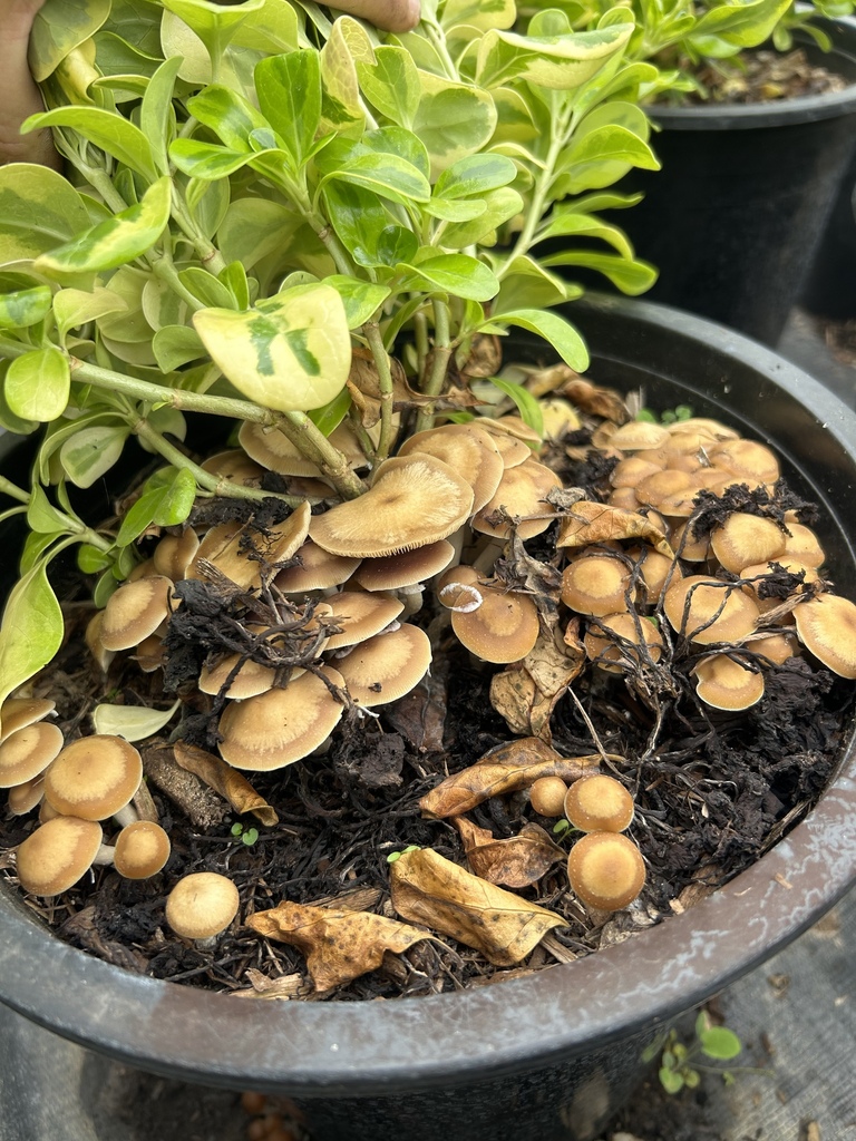 Psychedelic Ovoid Mushroom in September 2024 by basidio-subbedhunter ...