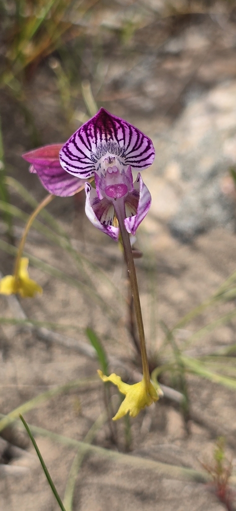Begging Hand Disa from Witzenberg Local Municipality, South Africa on ...