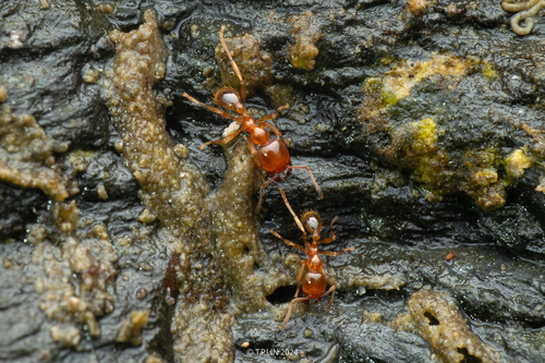 Carebara yanoi · iNaturalist