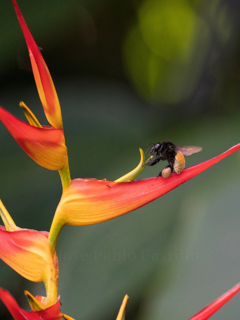 Eulaema polychroma from WXV4+VCQ, San José, Mercedes, Buenos Aires ...