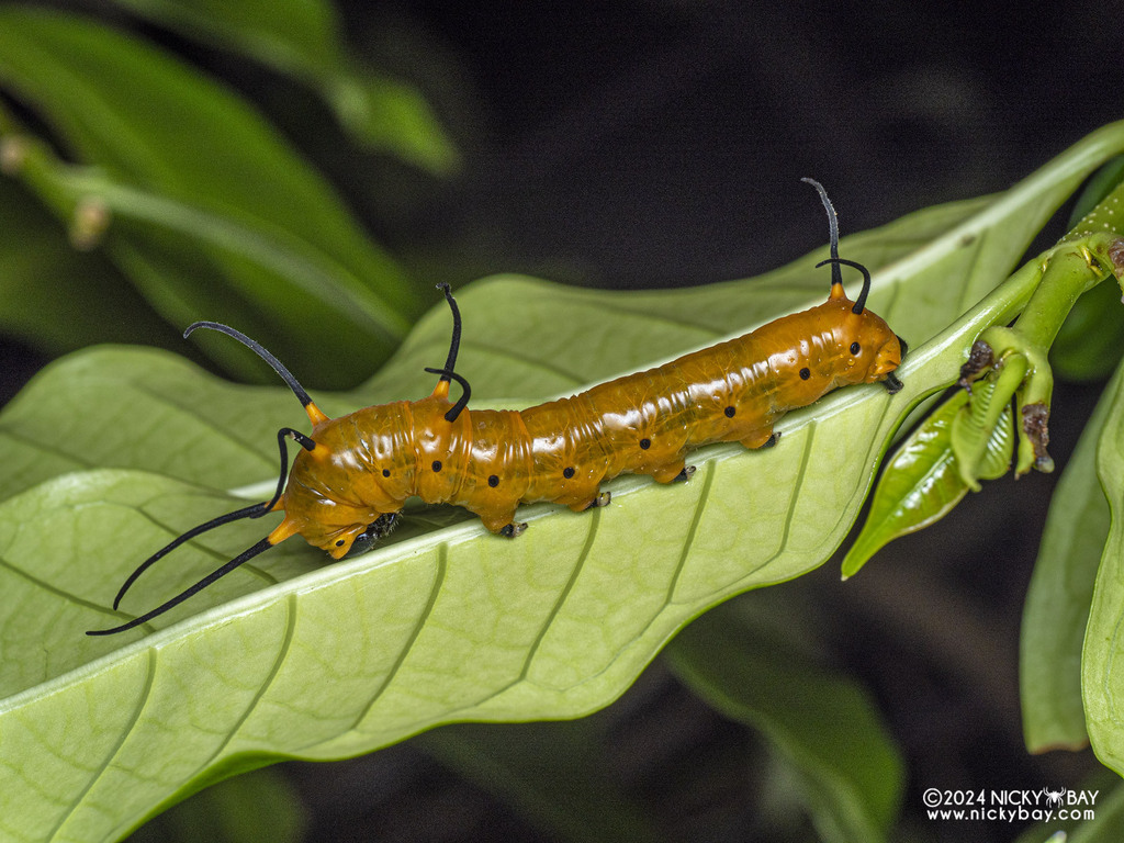 Blue-spotted Crow Butterfly from Pulau Ubin, Singapore on September 22 ...
