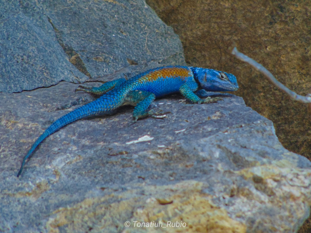 Minor Lizard from Metztitlán, Hgo., México on June 15, 2019 at 01:41 PM ...