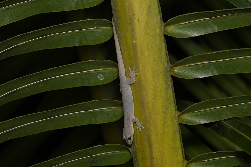 Asian House Gecko from Muisne, Ecuador on September 22, 2024 at 08:29 ...