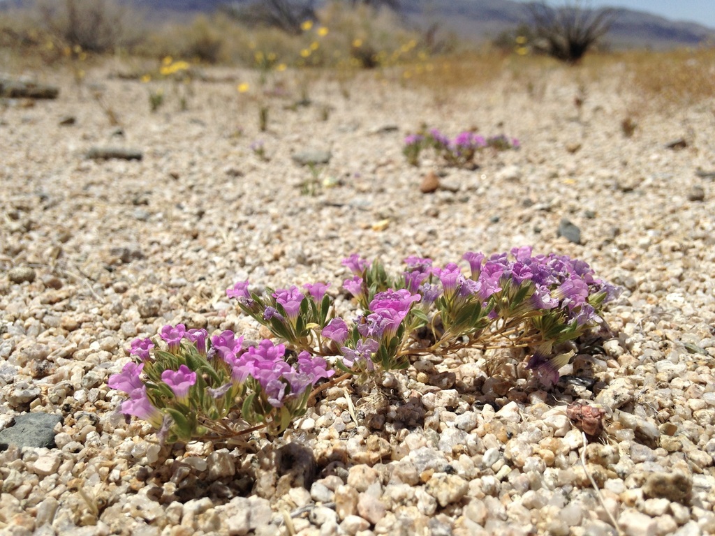purple mat from Riverside County, CA, USA on May 13, 2016 at 11:44 AM ...