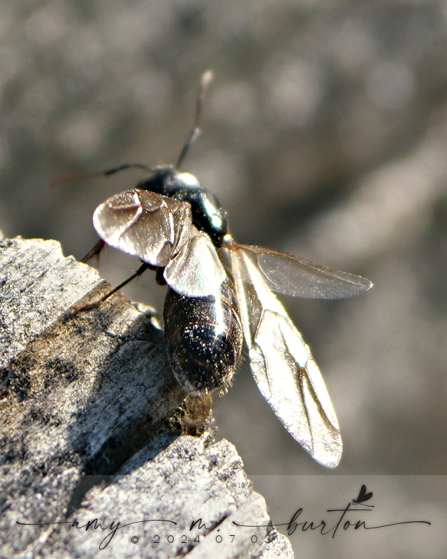 Eastern Black Carpenter Ant from Herrick Lake, Herrick Lake Forest ...