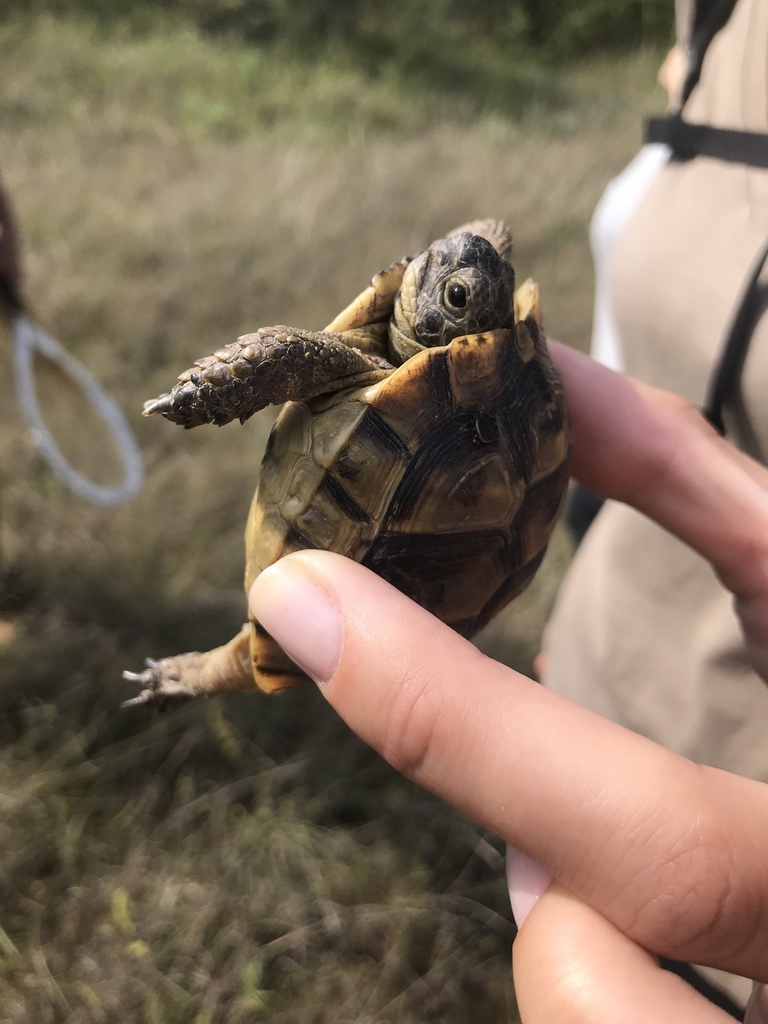 Asia Minor Tortoise in June 2019 by Simona Georgiana · iNaturalist