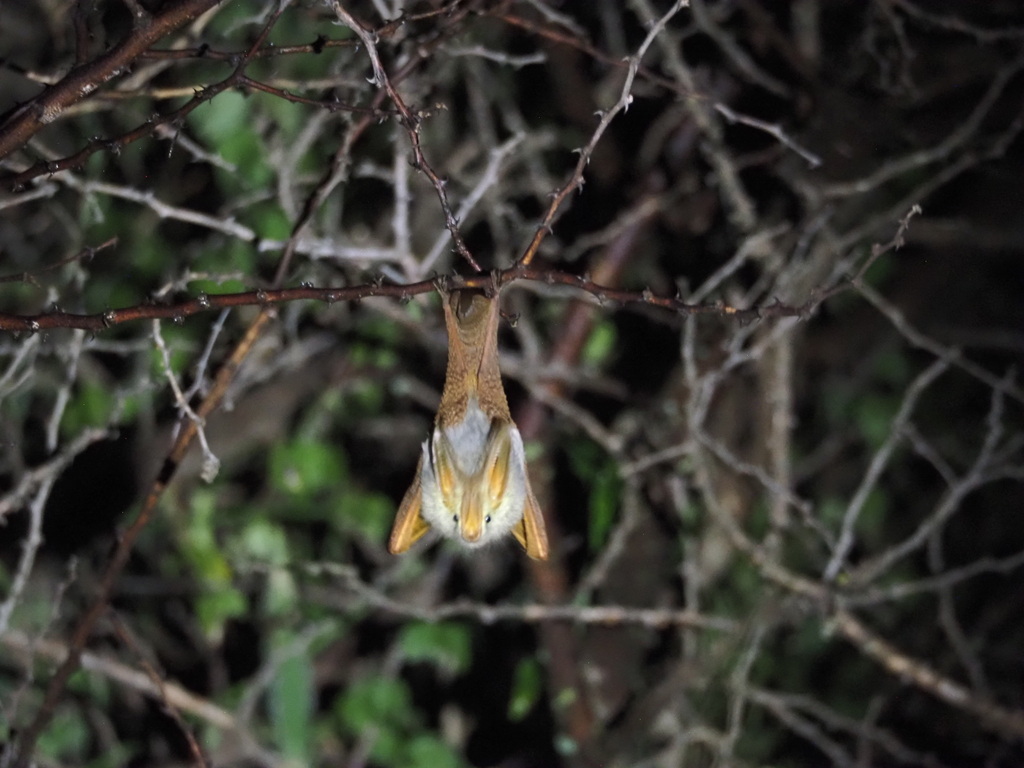 Yellow-winged Bat from Central, Kenya on July 9, 2024 at 09:48 PM by ...