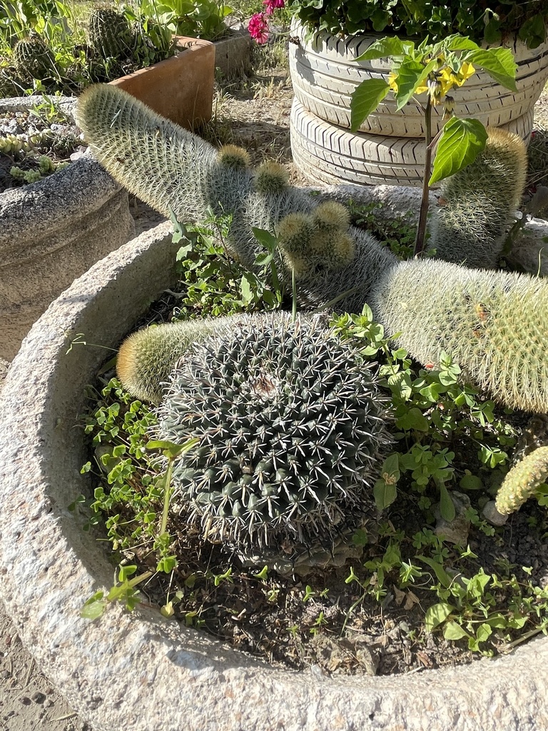 Mexican pincushion cactus from Tecnológico de Monterrey, San Luis ...