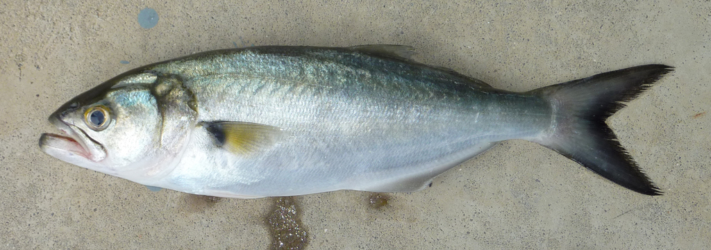 Bluefish from Fort Morgan, AL 36542, USA on August 22, 2010 by Ray ...