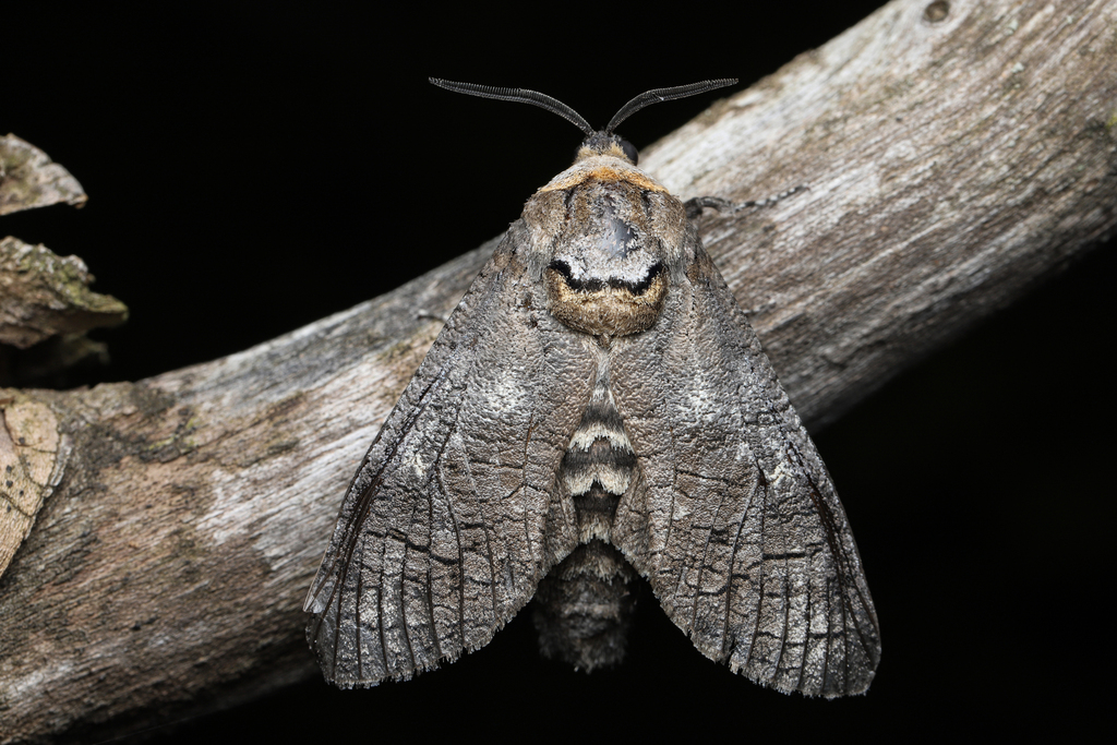Goat Moth from Isola, Alpes-Maritimes on June 30, 2024 at 12:56 AM by ...