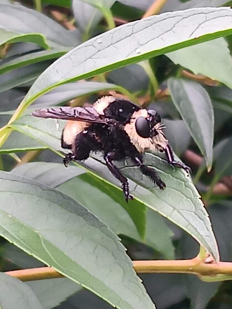 Southern Bee-Killer from Chesterfield, VA 23838, USA on August 7, 2024 ...