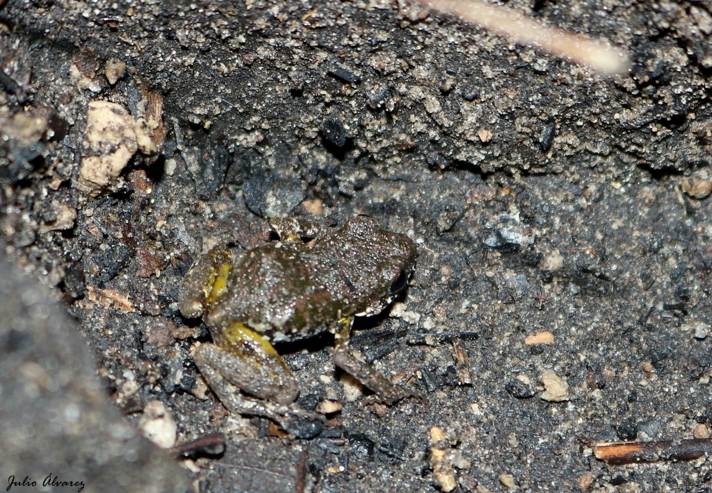 Rain Frogs from Zapopan, Jal., México on June 28, 2019 at 11:24 AM by ...