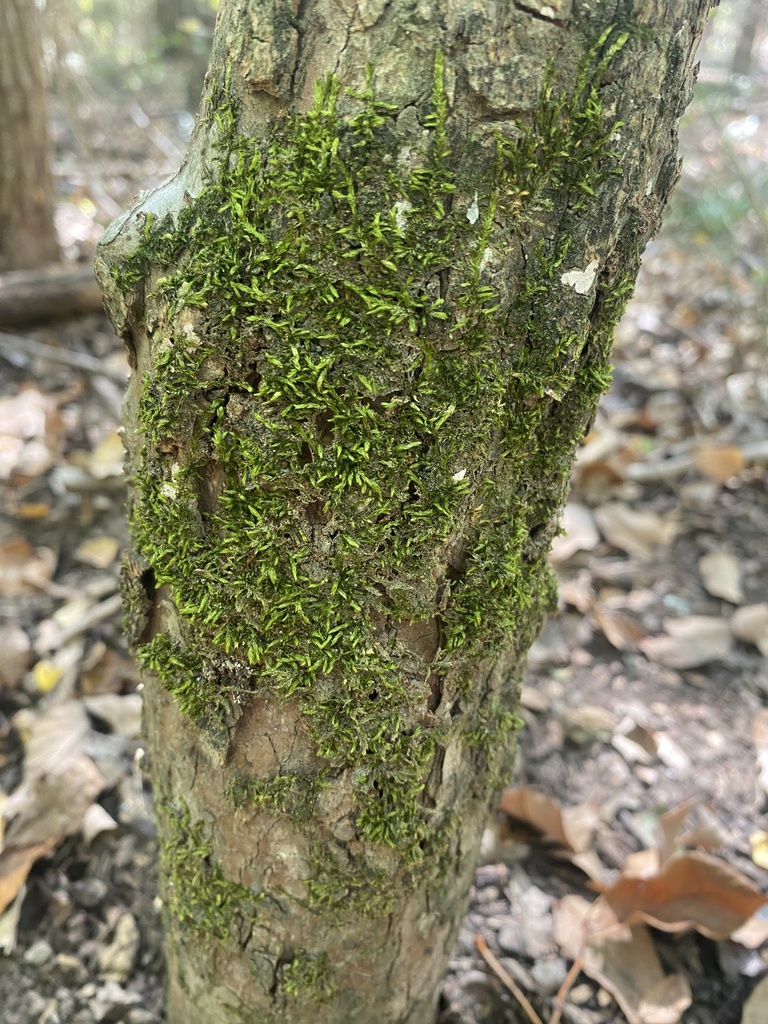 smooth hook moss from Lewisville, TX, US on September 27, 2024 at 03:32 ...