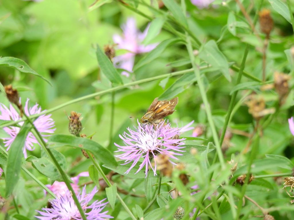 Huron Sachem from Old Bethpage, NY, USA on September 27, 2024 at 02:43 ...