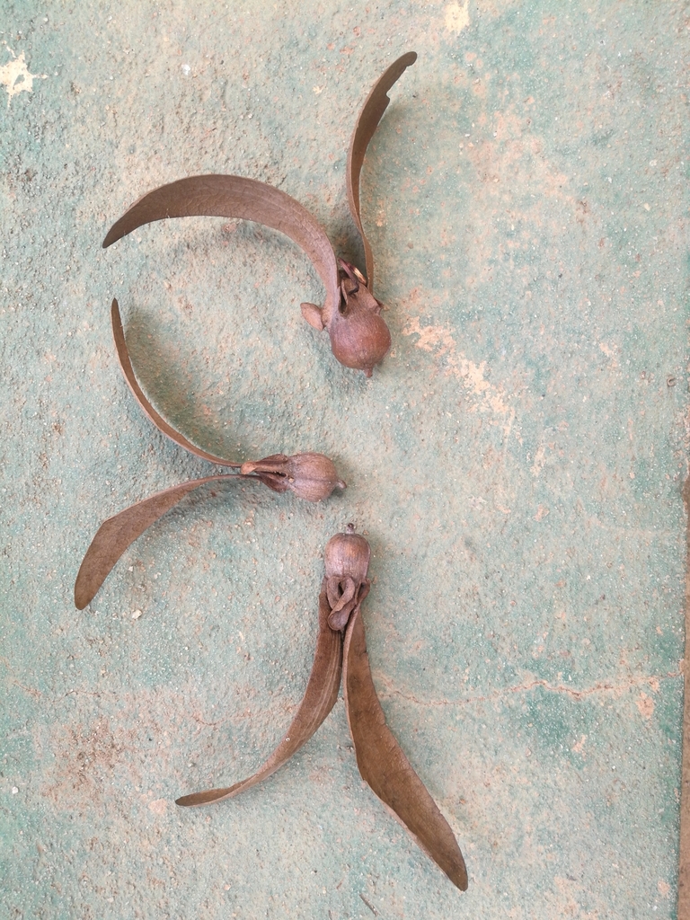 (Dipterocarpus zeylanicus) - Botanical Realm