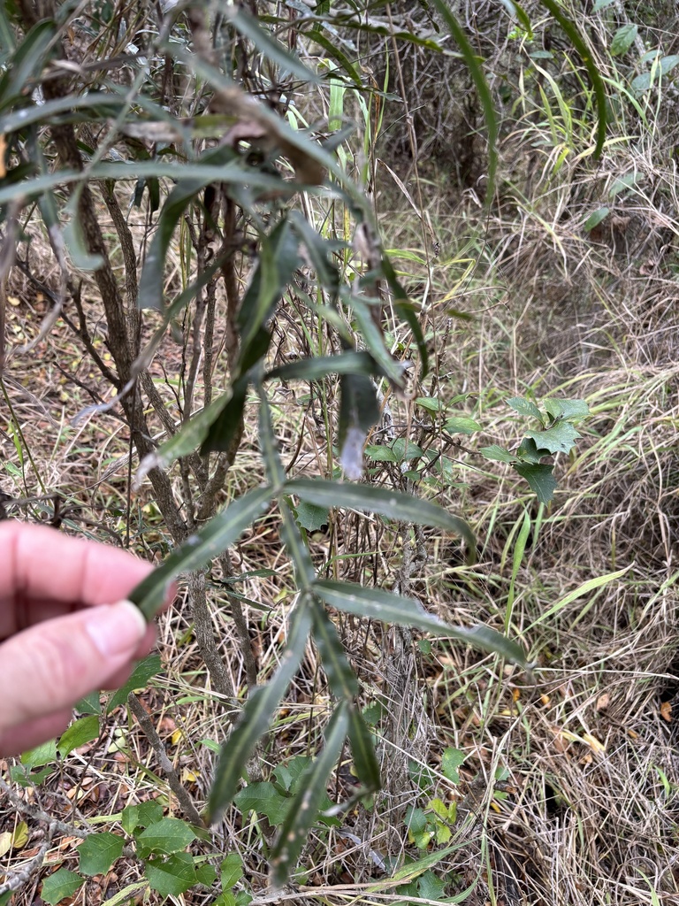 Atalaya salicifolia from Coulson, QLD, AU on September 28, 2024 at 09: ...