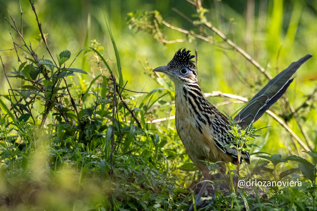 Lesser Roadrunner from Comala, Col., MX on August 14, 2024 at 08:29 AM ...