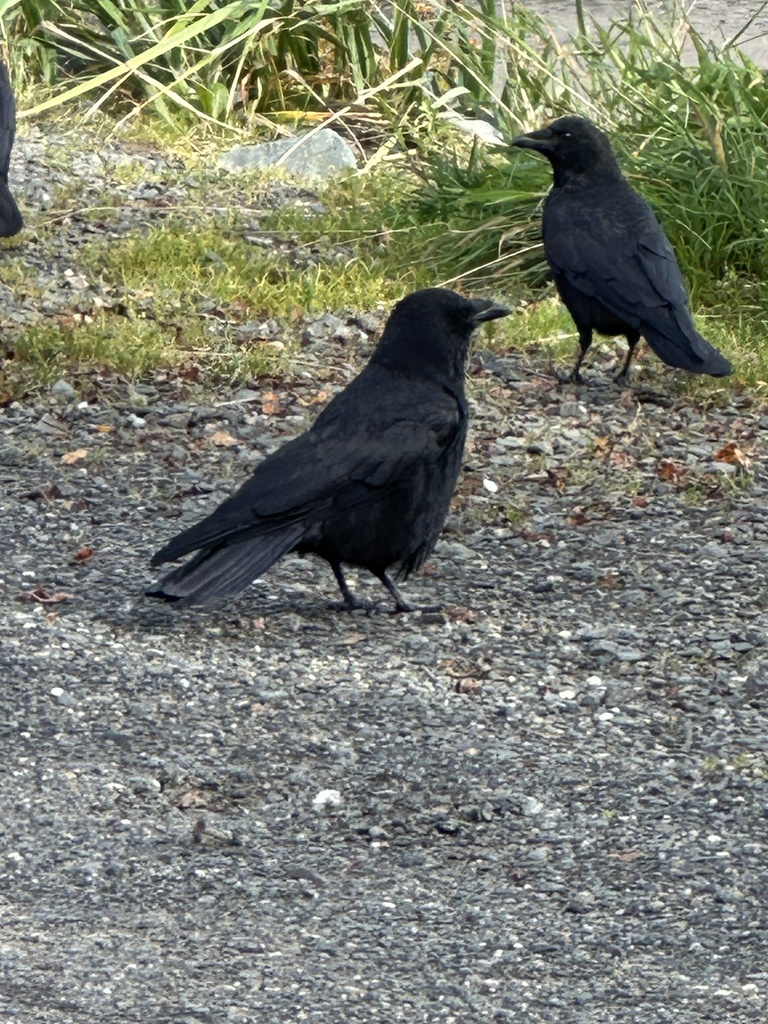 American Crow from Savikko Park, Juneau, AK, US on September 27, 2024 ...