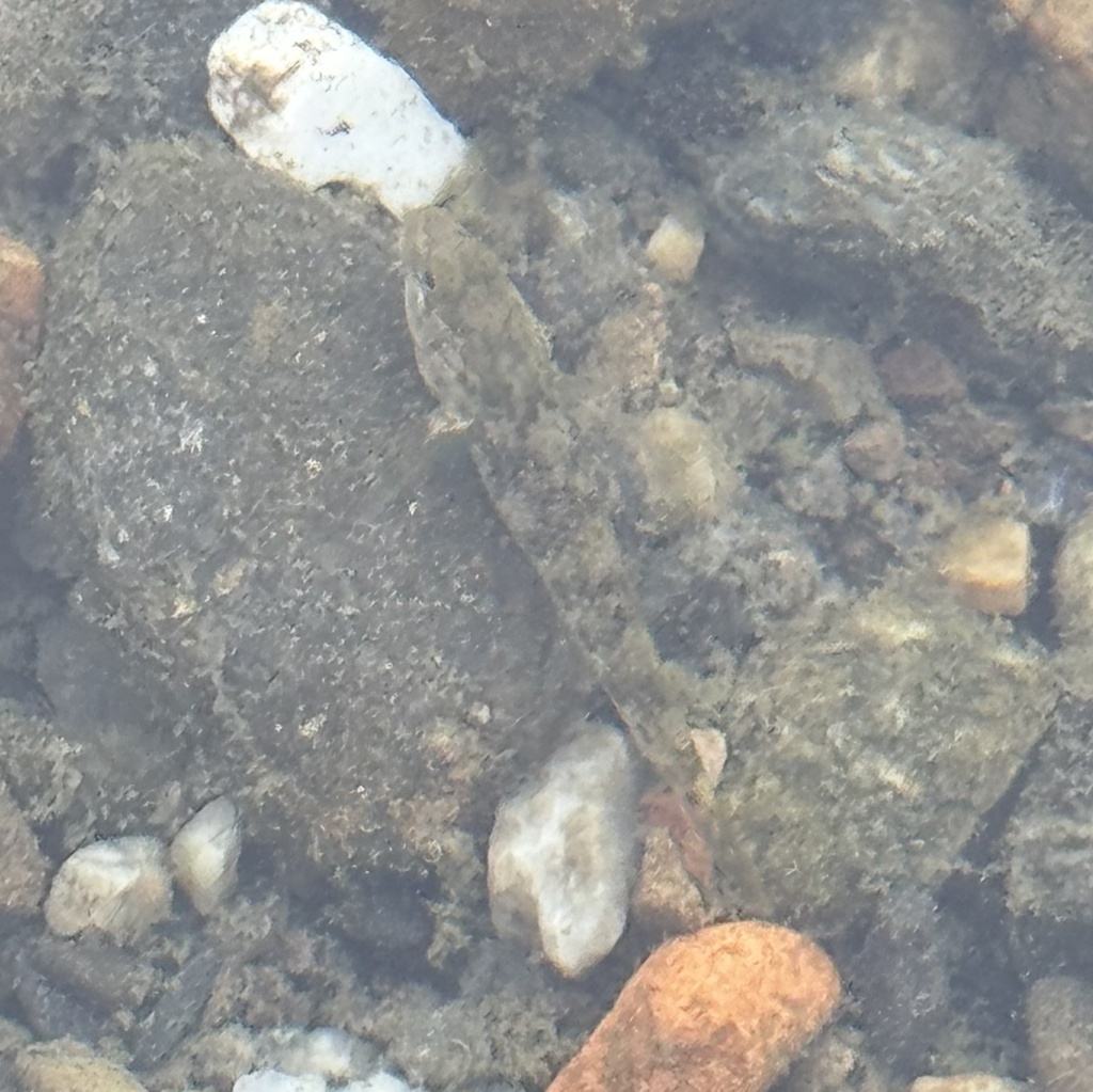 Lizard Goby from 本州, 京都市, 京都府, JP on September 28, 2024 at 03:39 PM by ...