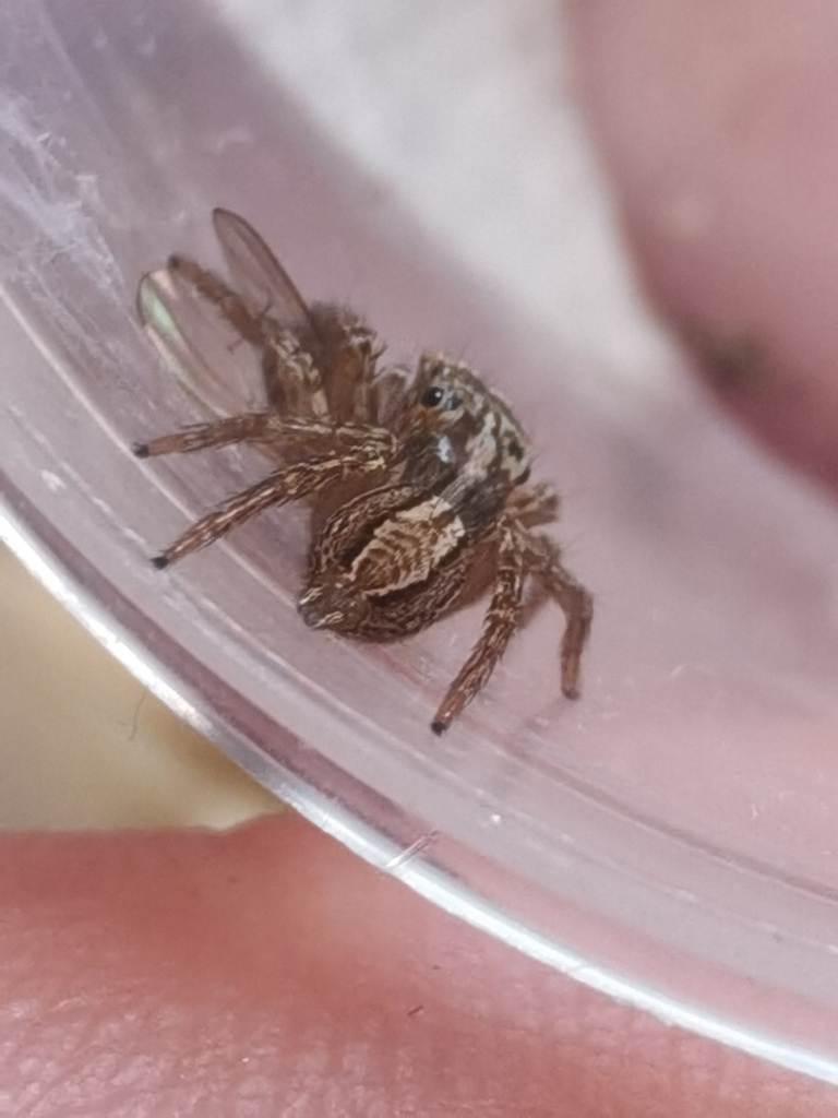 Plexippus setipes from Ma'anshan, CN-AH, CN on March 17, 2024 at 09:14 ...