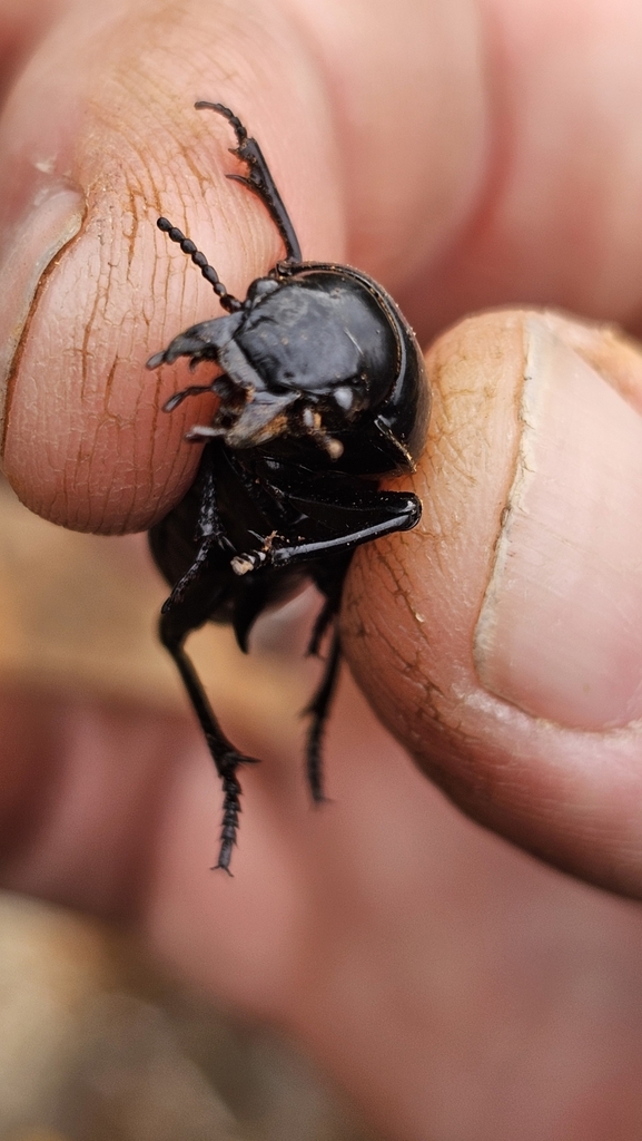 Ground Beetles from Bowgada WA 6623, Australia on September 27, 2024 at ...