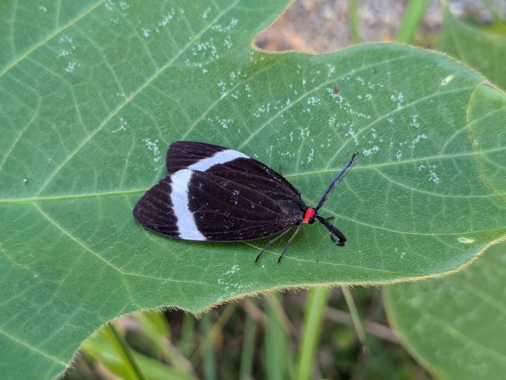 Pidorus atratus from Saijocho Saijo, Higashihiroshima, Hiroshima, Japan ...